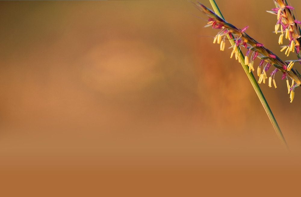 With Gangaji - Live Meeting ~ September ~ 2024 - Gangaji