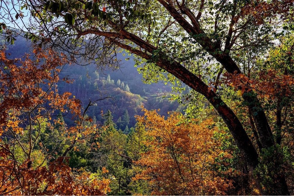 Ashland 4-Day Retreat [October, 2023] ~ 3375183 - Gangaji