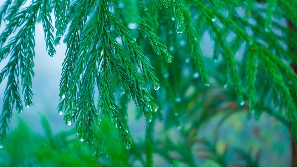 A Light Rain - Gangaji