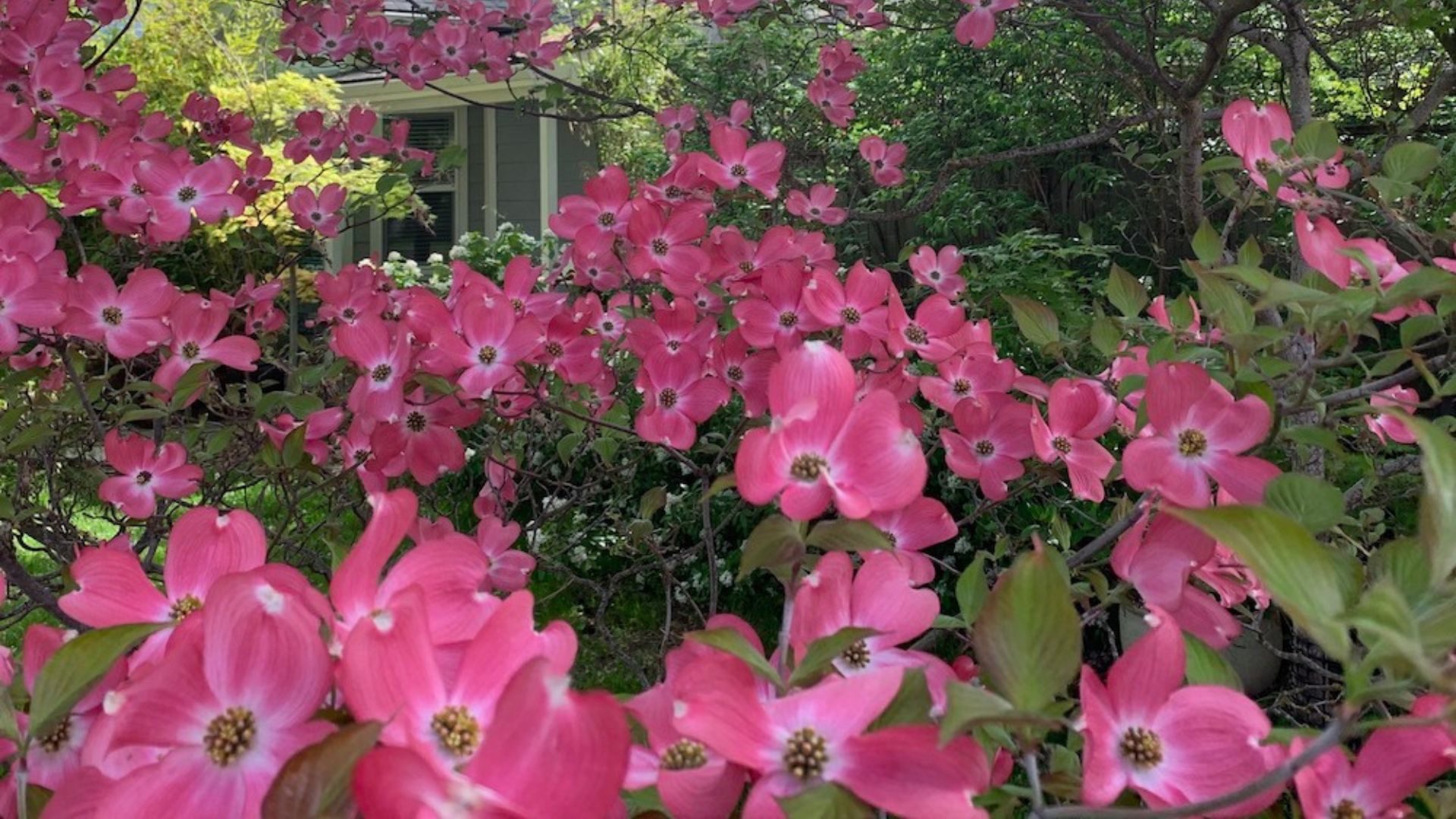 In-Person Small Group Retreat [June, 2025] ~ 3414207 - Gangaji